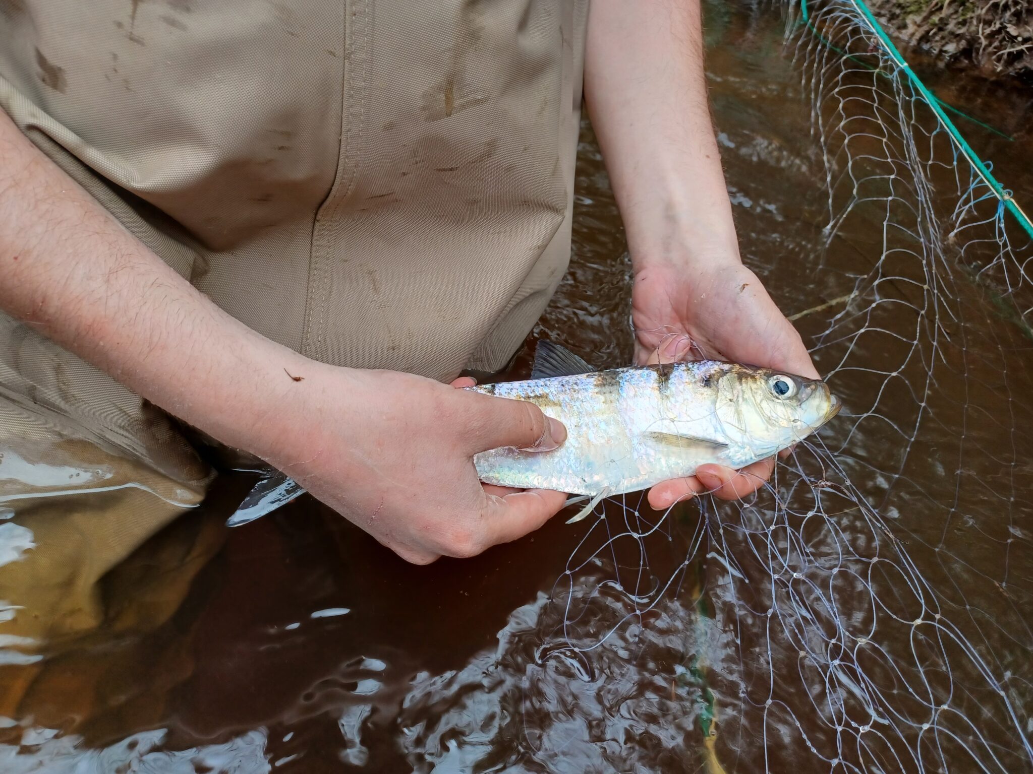 Fisheries Conservation | Smithsonian Environmental Research Center
